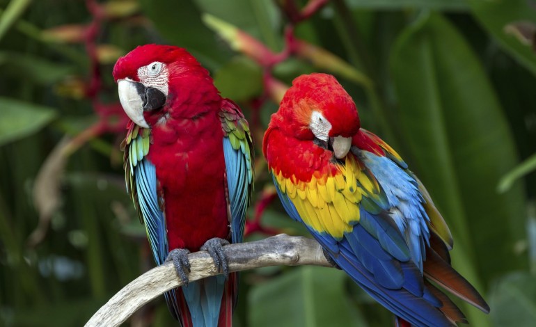 Come ricreare habitat naturale in casa per pappagallo Ara